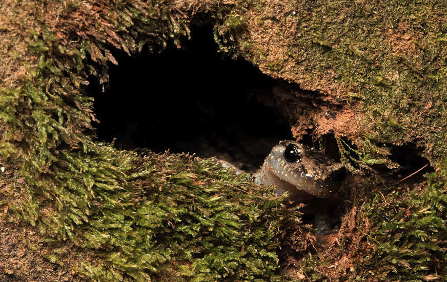 Salamanders are Flying in the World’s Tallest Trees – What the Ancient ...